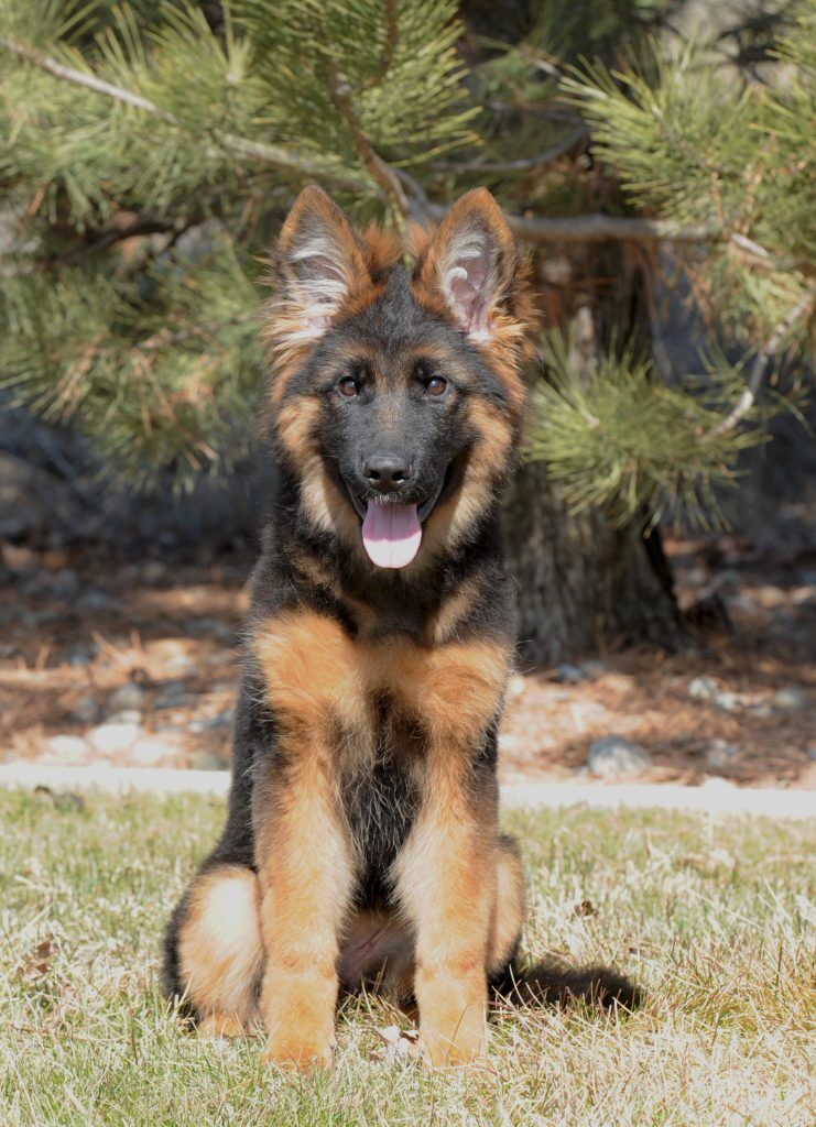 Layla vom I-Guard International | I-Guard International German Shepherds