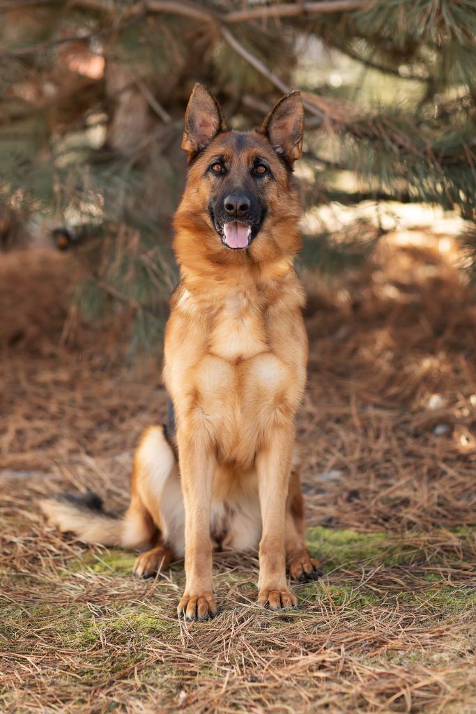 Ferrah vom I-Guard International | I-Guard International German Shepherds