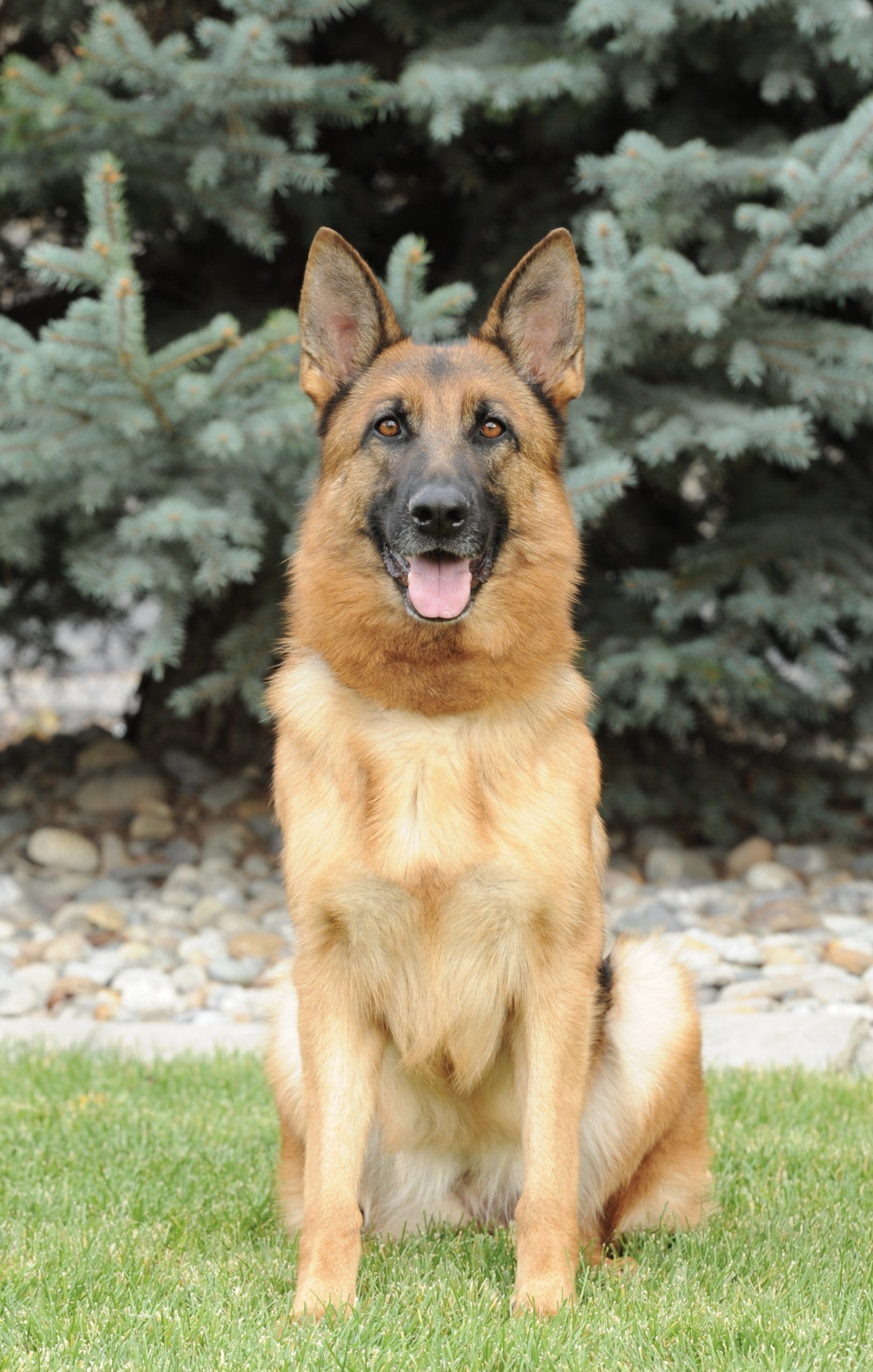 Trained Puppies for Sale | I-Guard International German Shepherds