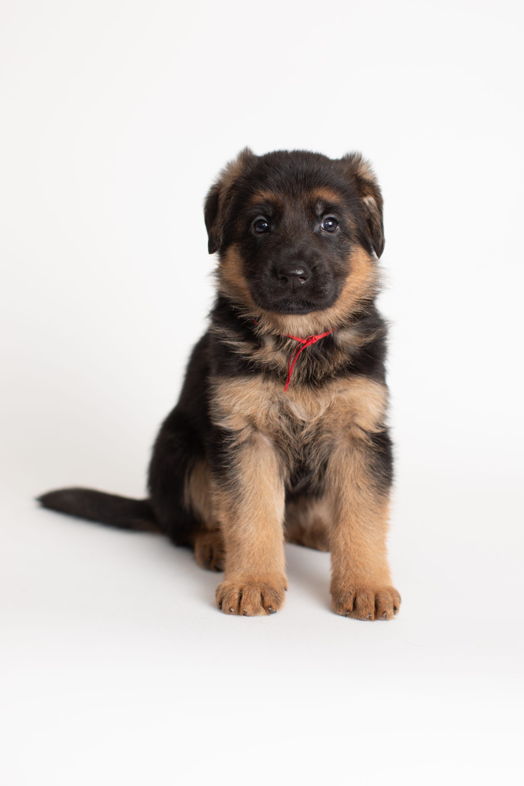Trained/Protection Dogs for Sale | I-Guard International German Shepherds